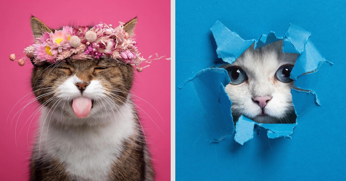 Cat Photography Shows the Varied Purrsonalities of Furry Friends