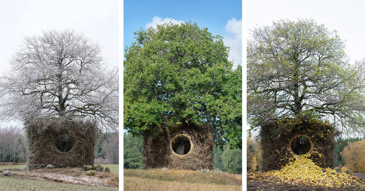 One Tree, Four Season: Land Art Chronicles Time With Single Tree