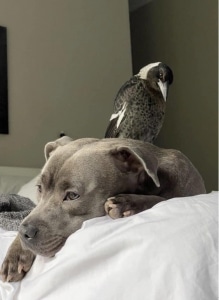 Unusual Animal Friendship Forms Between Dogs and a Magpie