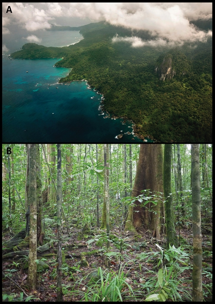New Owl Species Documented on Príncipe Island