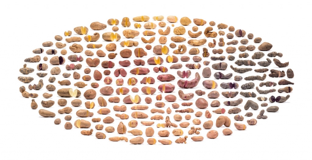 Photo Series Highlights Natural Biodiversity of Produce