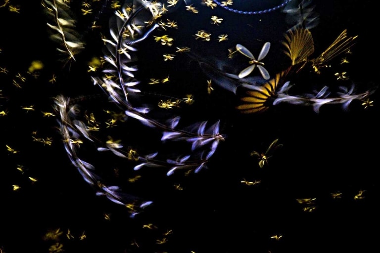 Incredible Winners of 2022 Nature inFocus Photography Awards