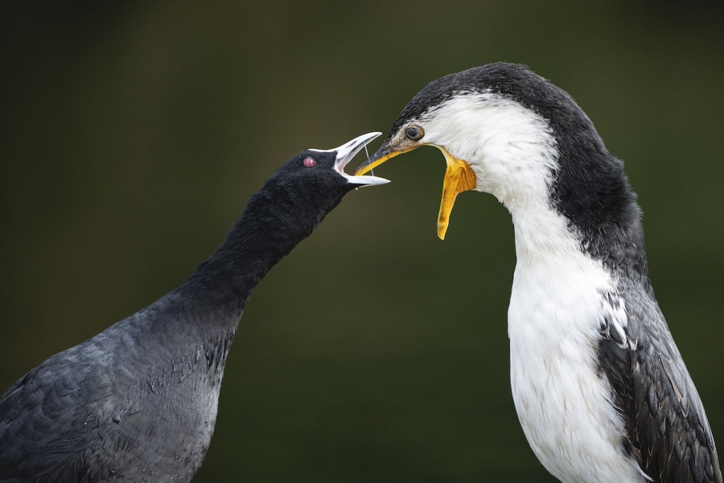 Awards Highlight Australia's Incredible Bird Species