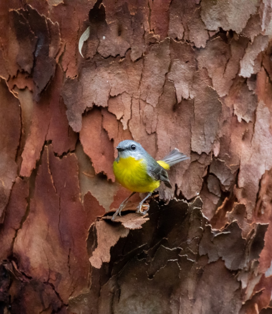Awards Highlight Australia's Incredible Bird Species