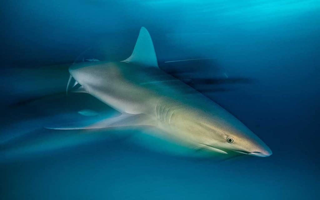 Incredible Winners of 2022 Nature inFocus Photography Awards