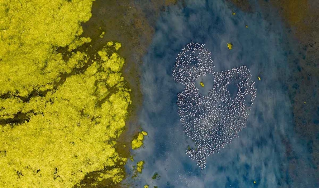 Incredible Winners of 2022 Nature inFocus Photography Awards