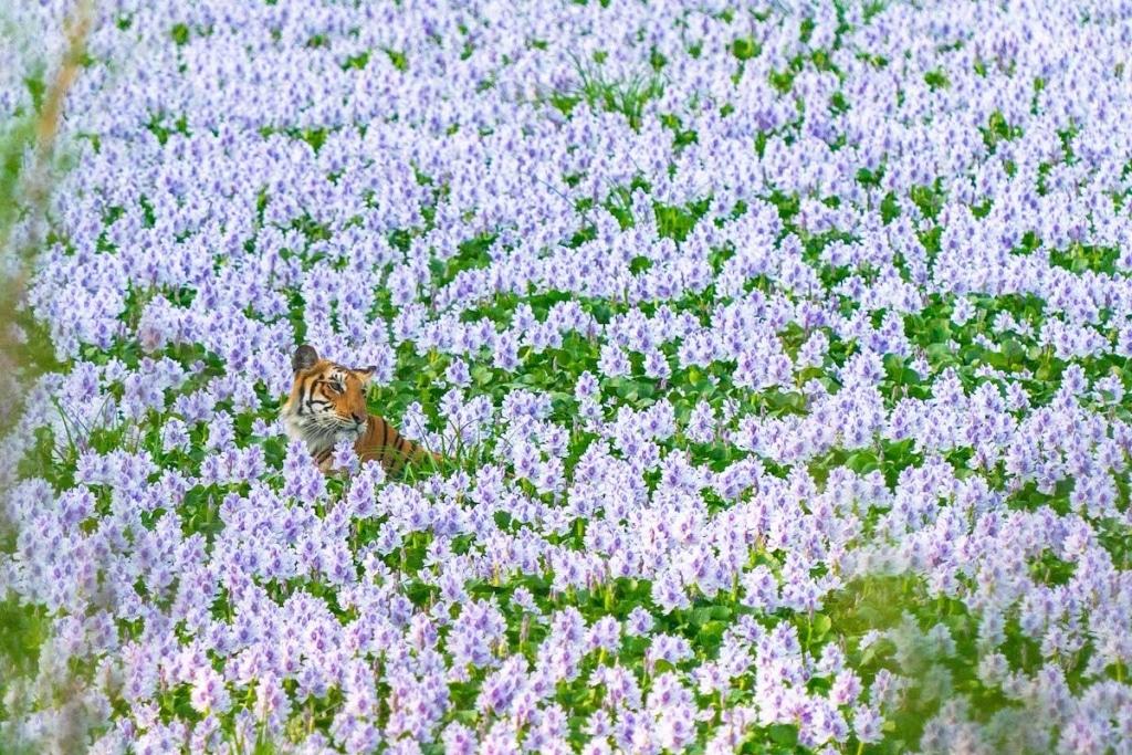 Incredible Winners of 2022 Nature inFocus Photography Awards