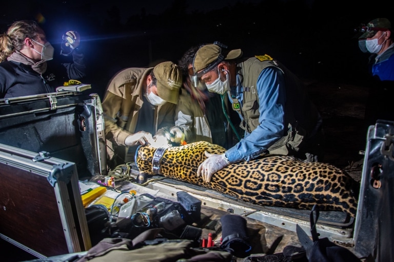 22 Incredible Photos of Wild Cats