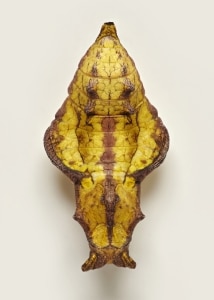 Photographer Highlights the Diversity of Butterfly Pupae