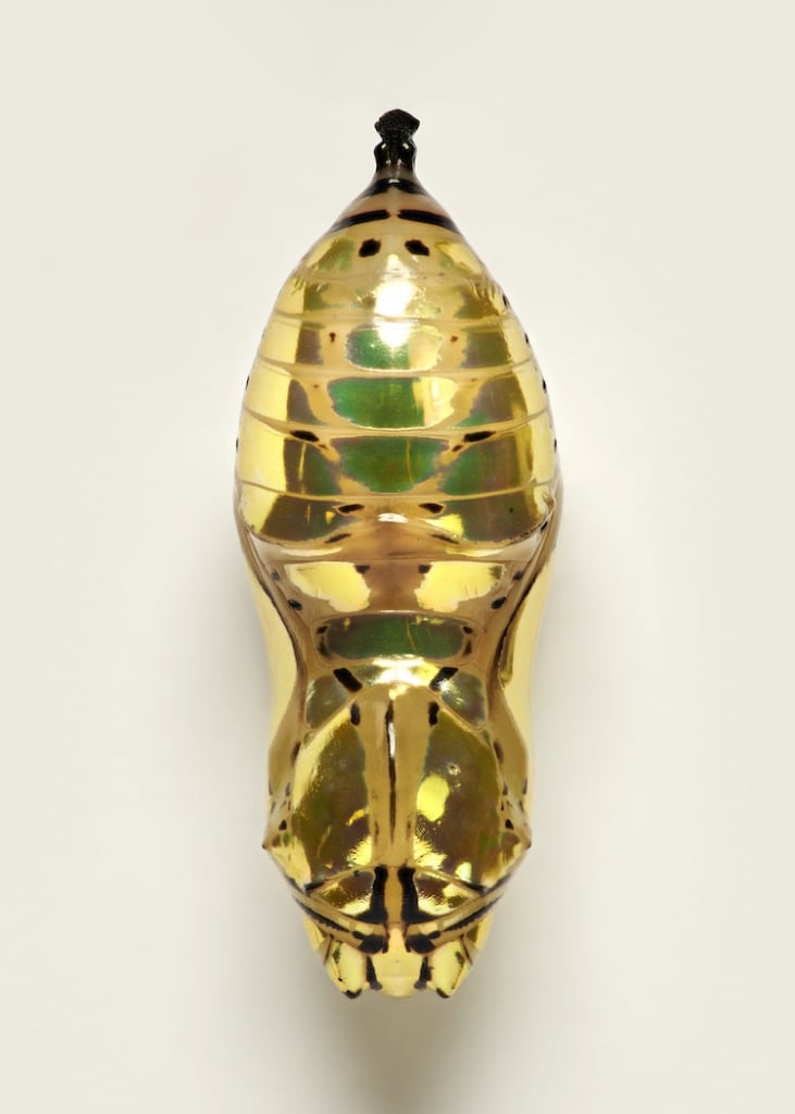 Photographer Highlights the Diversity of Butterfly Pupae