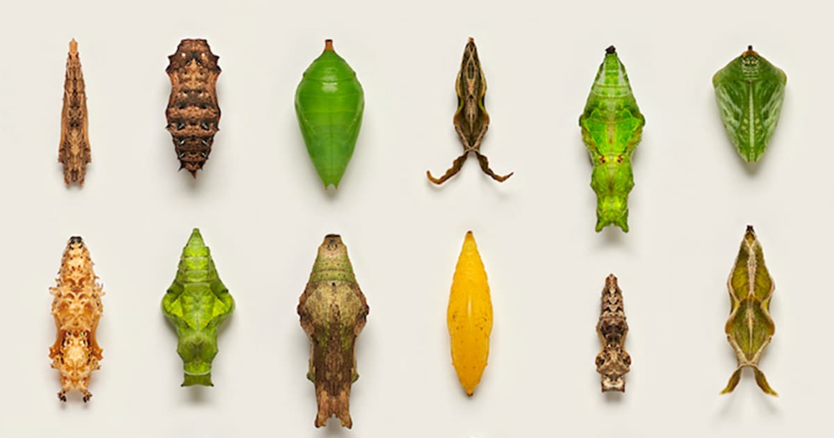 Photographer Highlights the Diversity of Butterfly Pupae