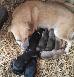 Dog Escaping the Cold Delivers Her Puppies in a Nativity Scene