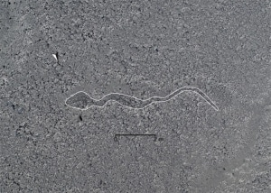 168 New Geoglyphs Discovered Among the Nazca Lines in Peru