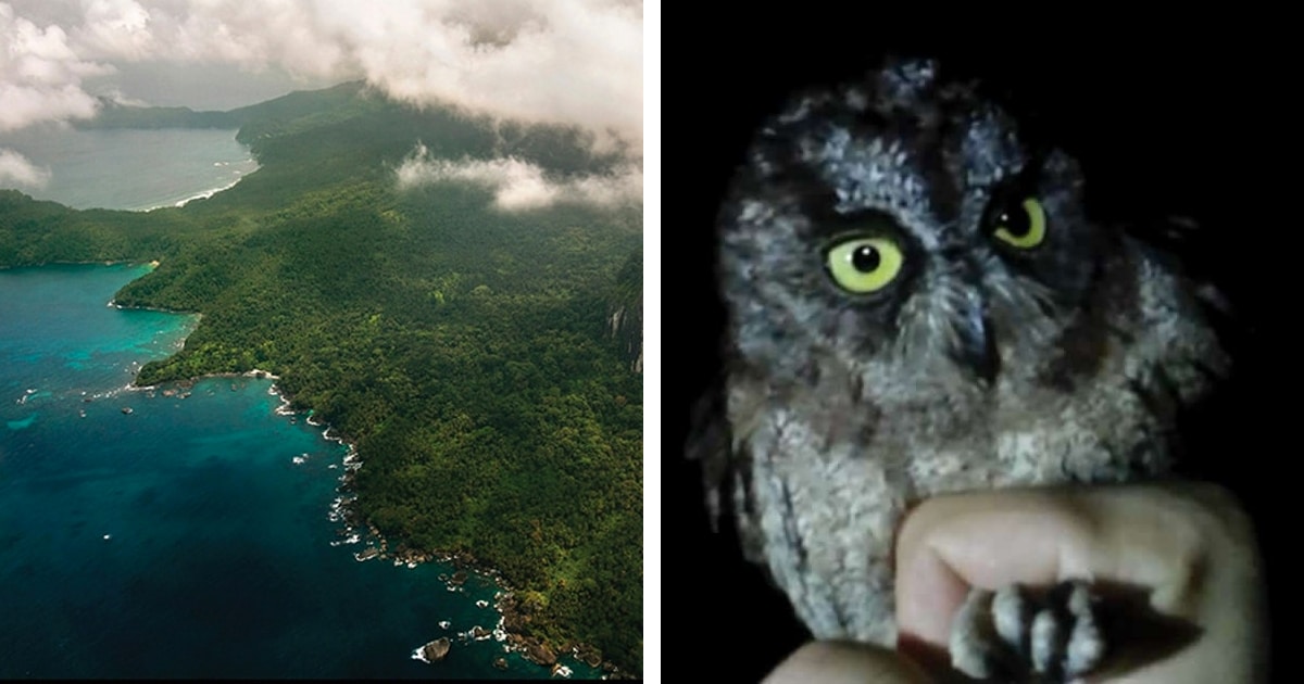 New Owl Species Documented on Príncipe Island