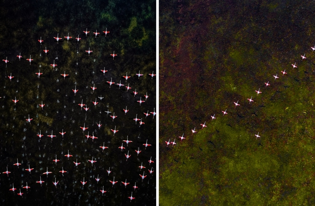 Stunning Aerial Photos of Pulicat Lake Flamingo Migration