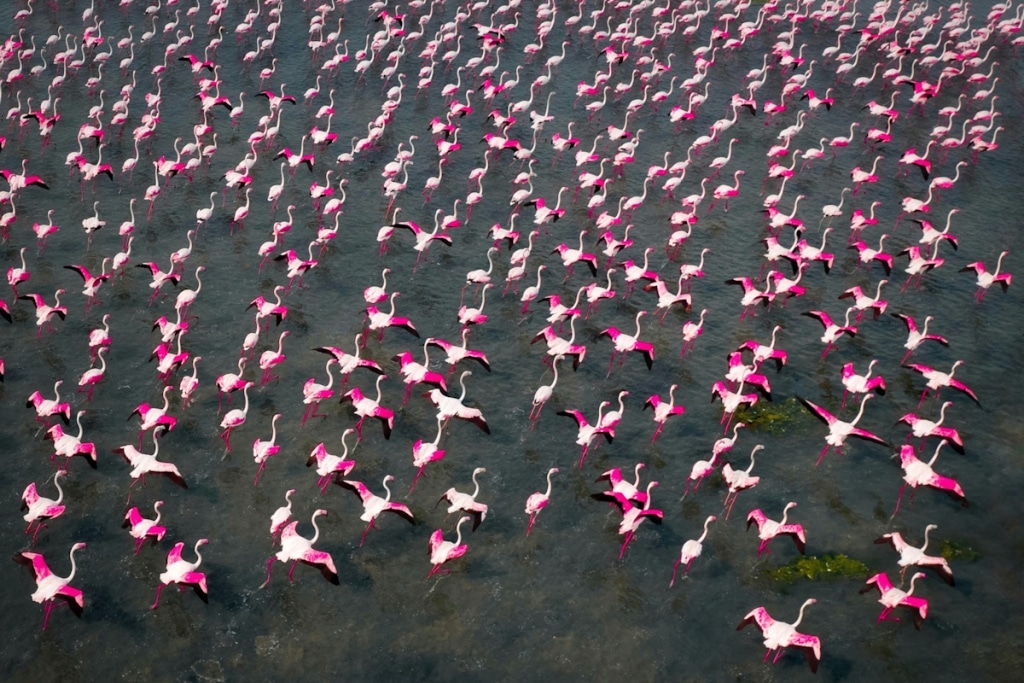 Stunning Aerial Photos of Pulicat Lake Flamingo Migration