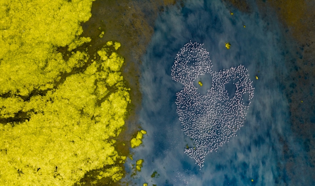 Stunning Aerial Photos of Pulicat Lake Flamingo Migration