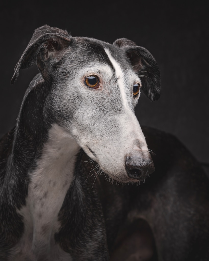 Photographer Takes Galgos Photos to Shed Light on Their Plight