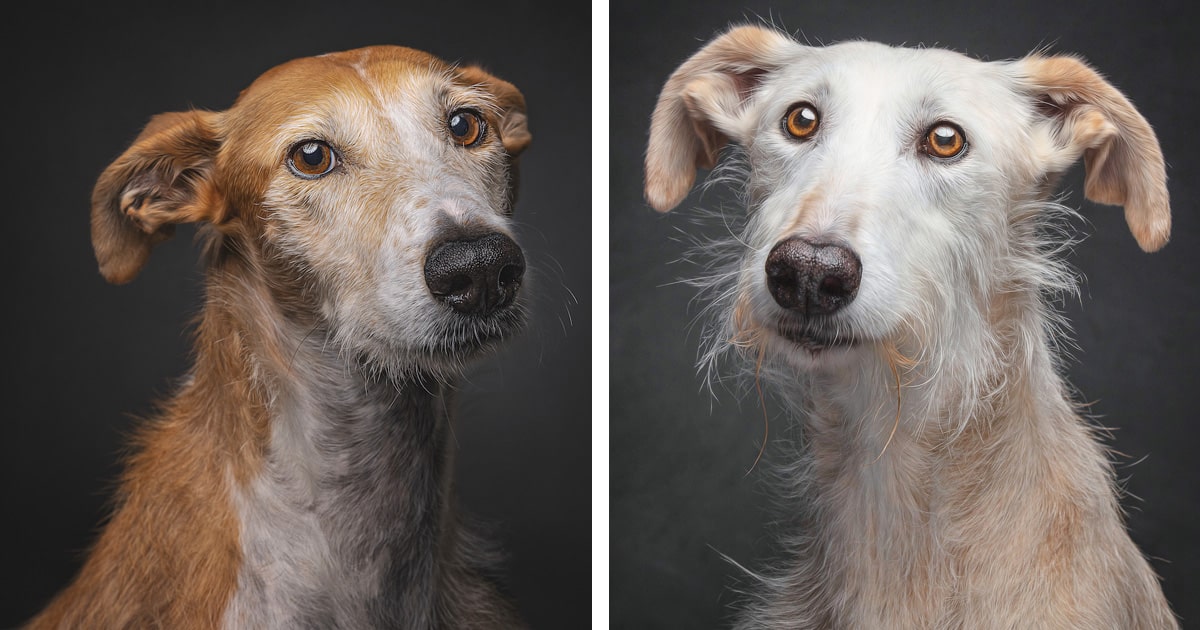 Photographer Takes Galgos Photos to Shed Light on Their Plight