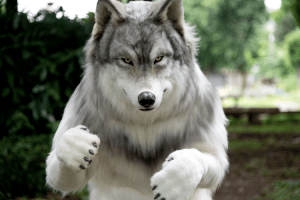 Man Spends $23,000 on a Lifelike Wolf Costume to Escape Reality