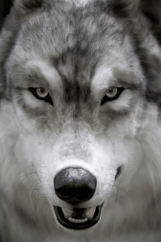 Man Spends $23,000 on a Lifelike Wolf Costume to Escape Reality