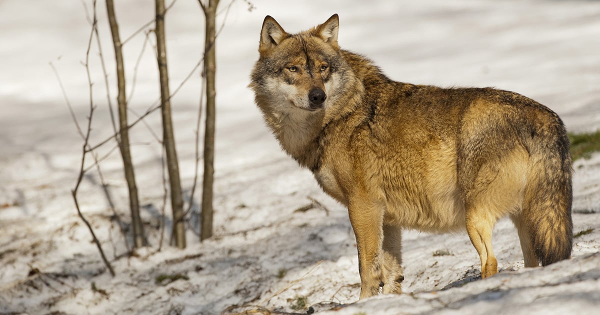 Lone Wolf Sets Travel Record Across Great Lakes Region