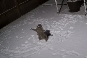 Raccoon Is Seen on Camera Adorably Trying to Catch Snow