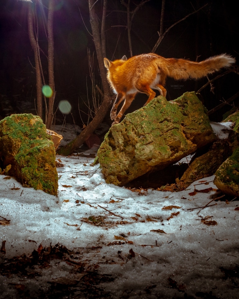 Storybook Fox Photos Captured on DIY Camera Trap