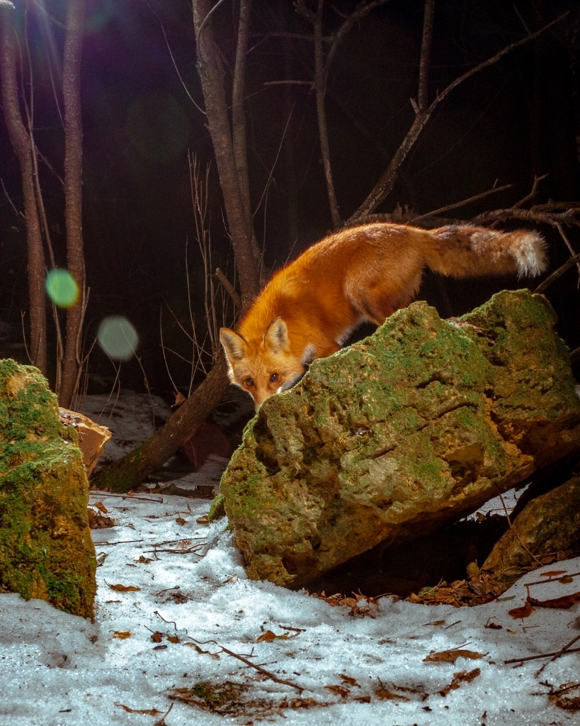 Storybook Fox Photos Captured on DIY Camera Trap