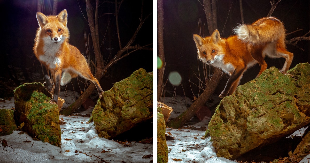Storybook Fox Photos Captured on DIY Camera Trap