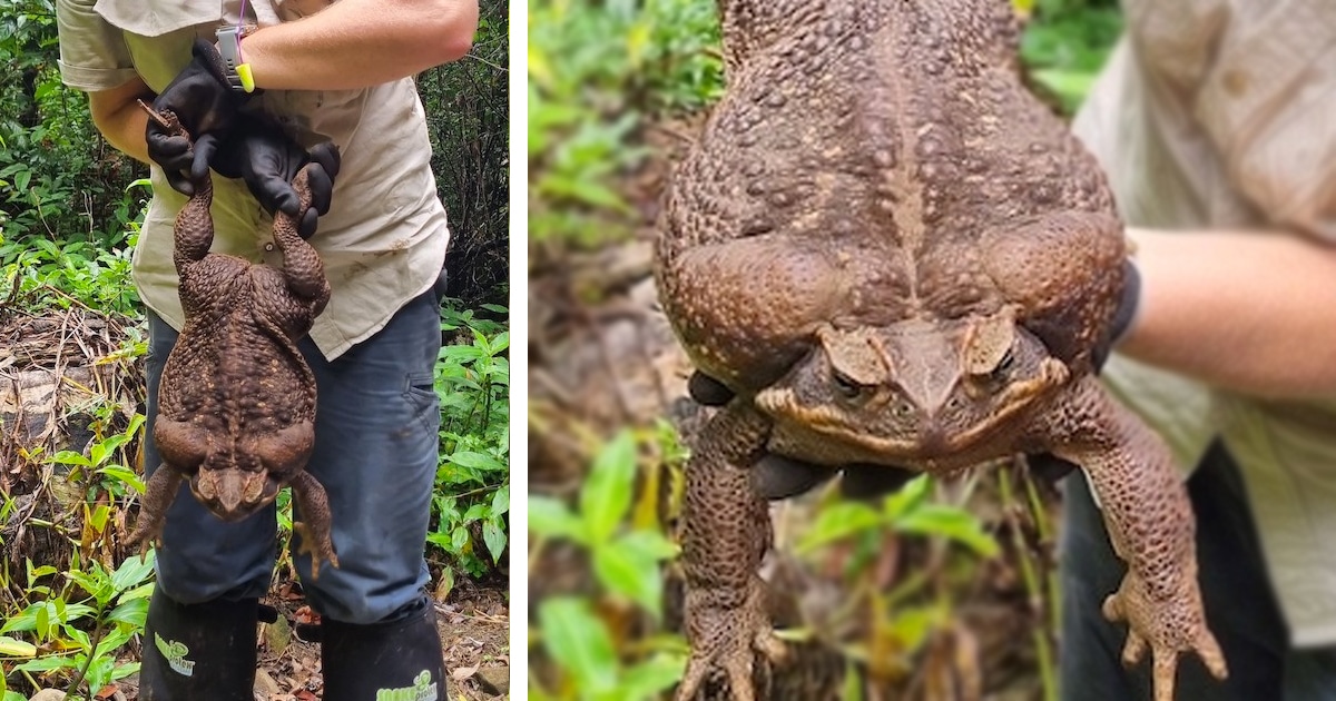 Monster Toad The Size of Newborn Baby Found in Australia