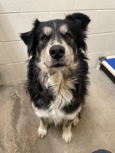 Australian Shepherd Mix Looks Just Like Paul Rudd