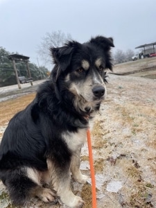 Australian Shepherd Mix Looks Just Like Paul Rudd
