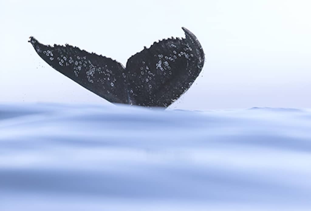 Humpback Whale Photography Celebrates Giant "Ballerinas"