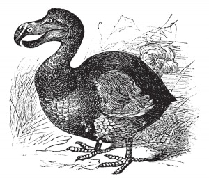"De-Extinction" Company Is Working To Bring Back The Dodo