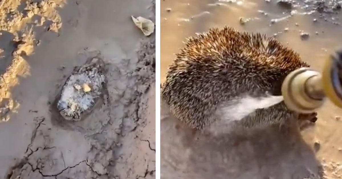Man Rescues a Hedgehog Stuck in the Mud and Gives It a Shower