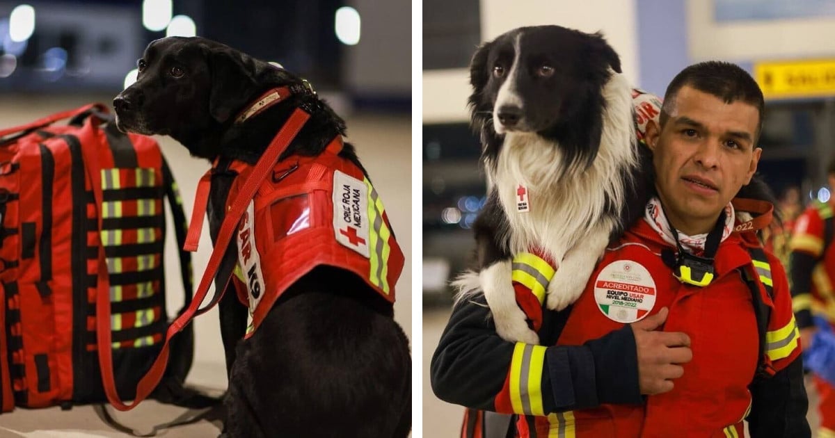 Mexico Sends Its Search and Rescue Dogs to Turkey