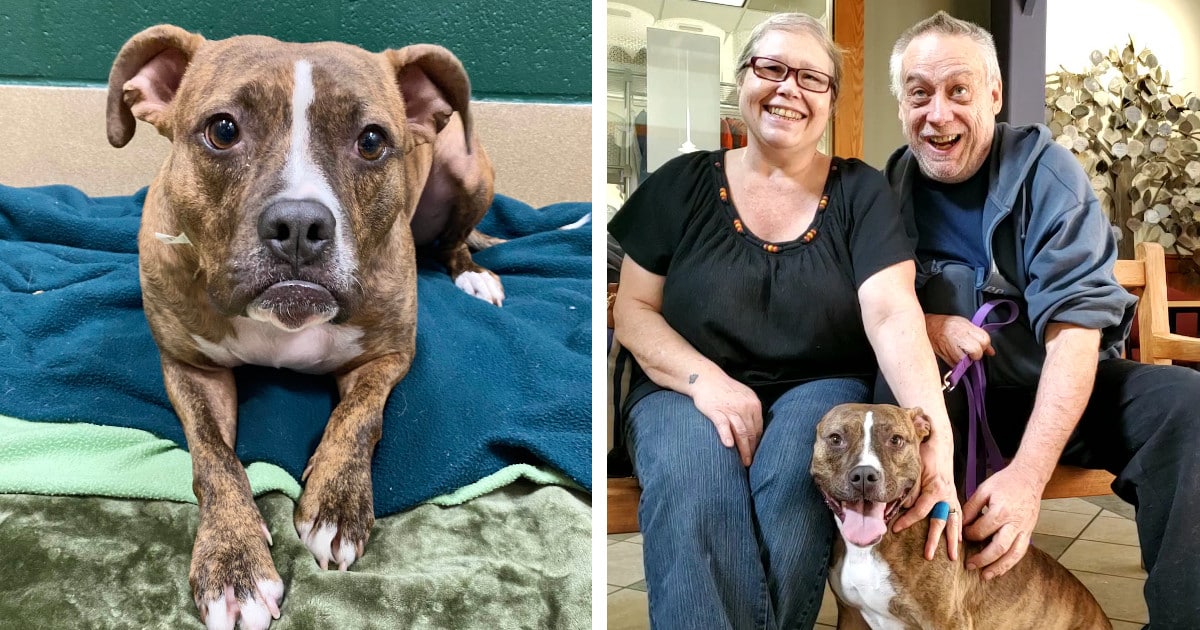 Meet Siri, the Dog With an Adorable Pout Who Was Finally Adopted