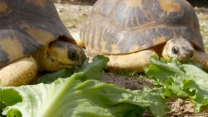Tortoise at Houston Zoo Becomes Father at 90-Year-Old