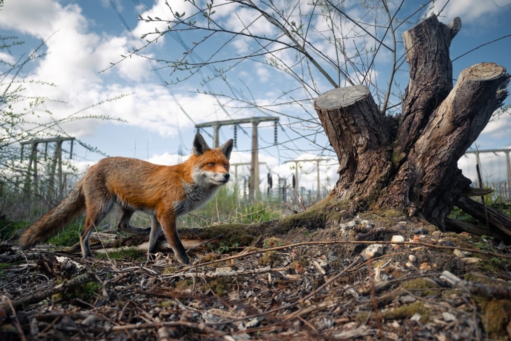 Incredible Winners of the 2023 British Wildlife Photography Awards | My ...