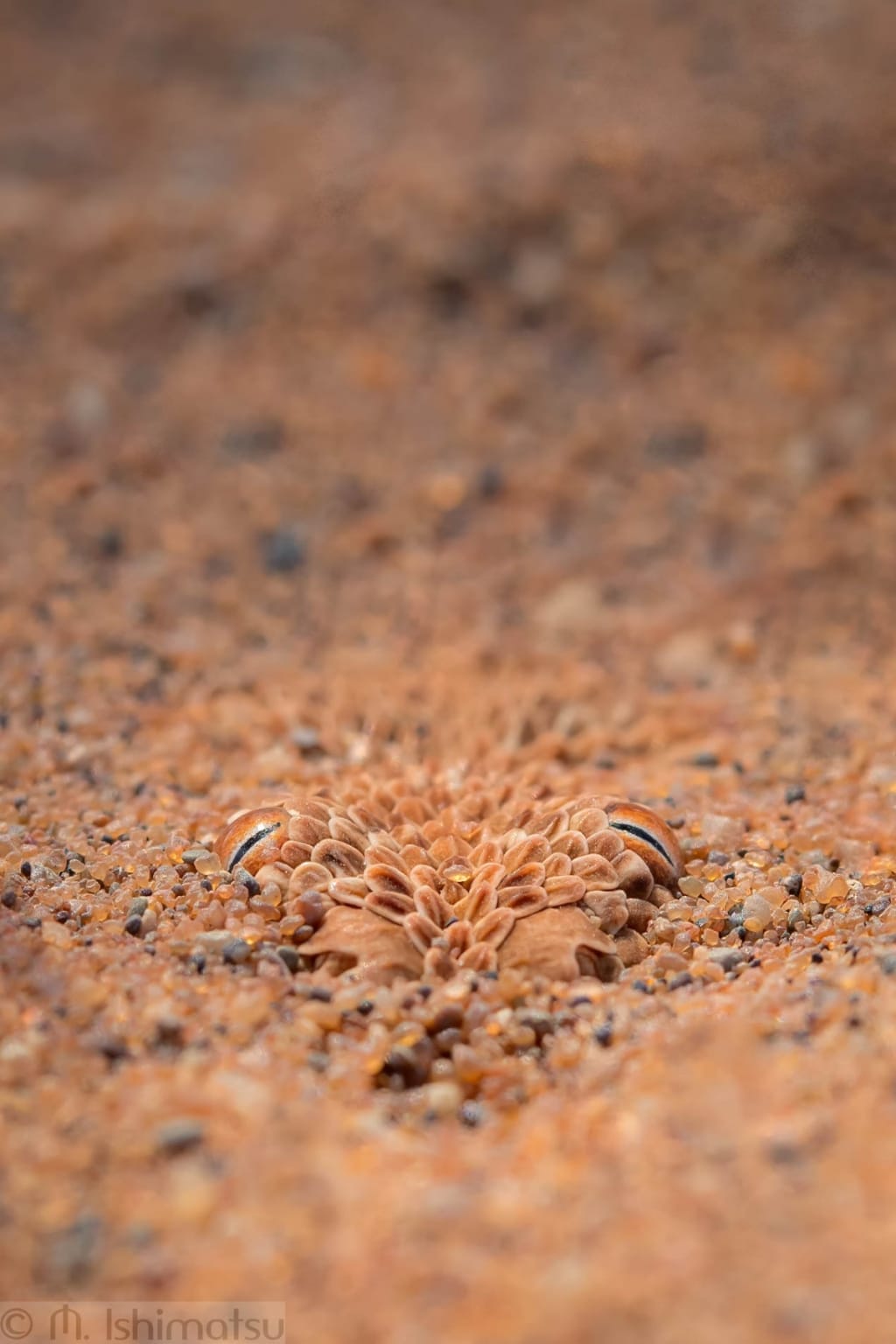Photographer Spends 10 Days Tracking Down Snakes in Namibia