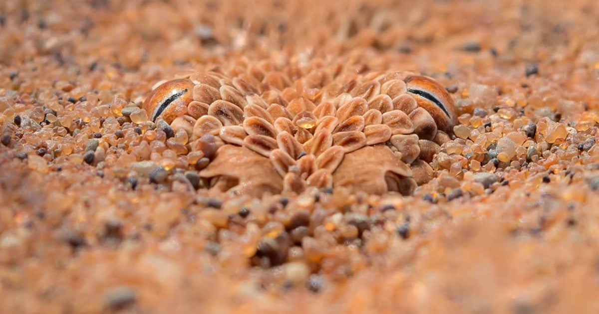 Photographer Spends 10 Days Tracking Down Snakes in Namibia