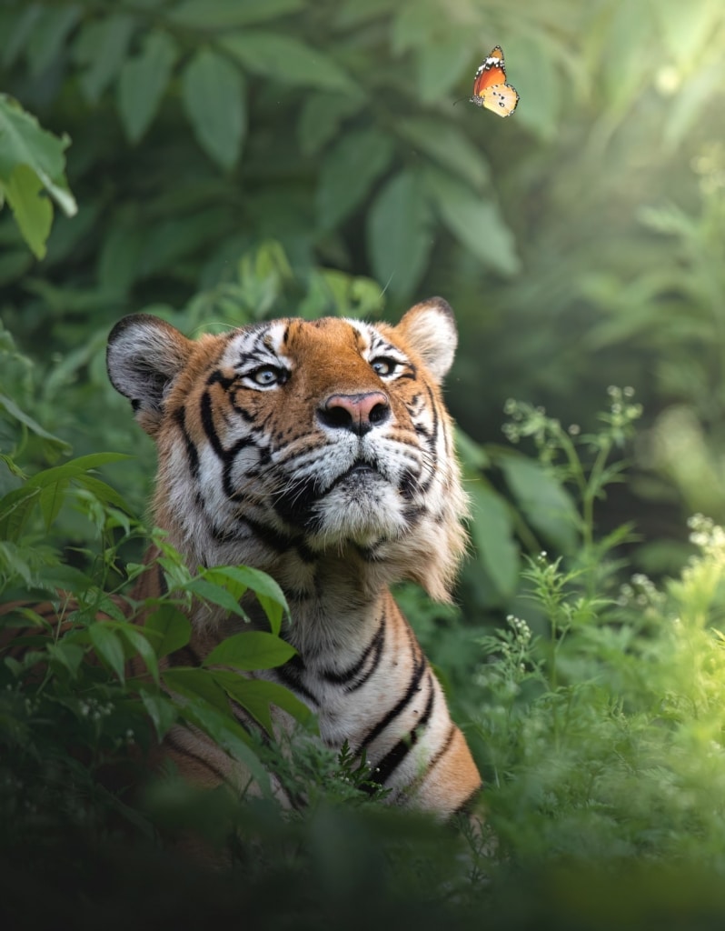 New Photography Book Celebrates Beauty of Endangered Animals