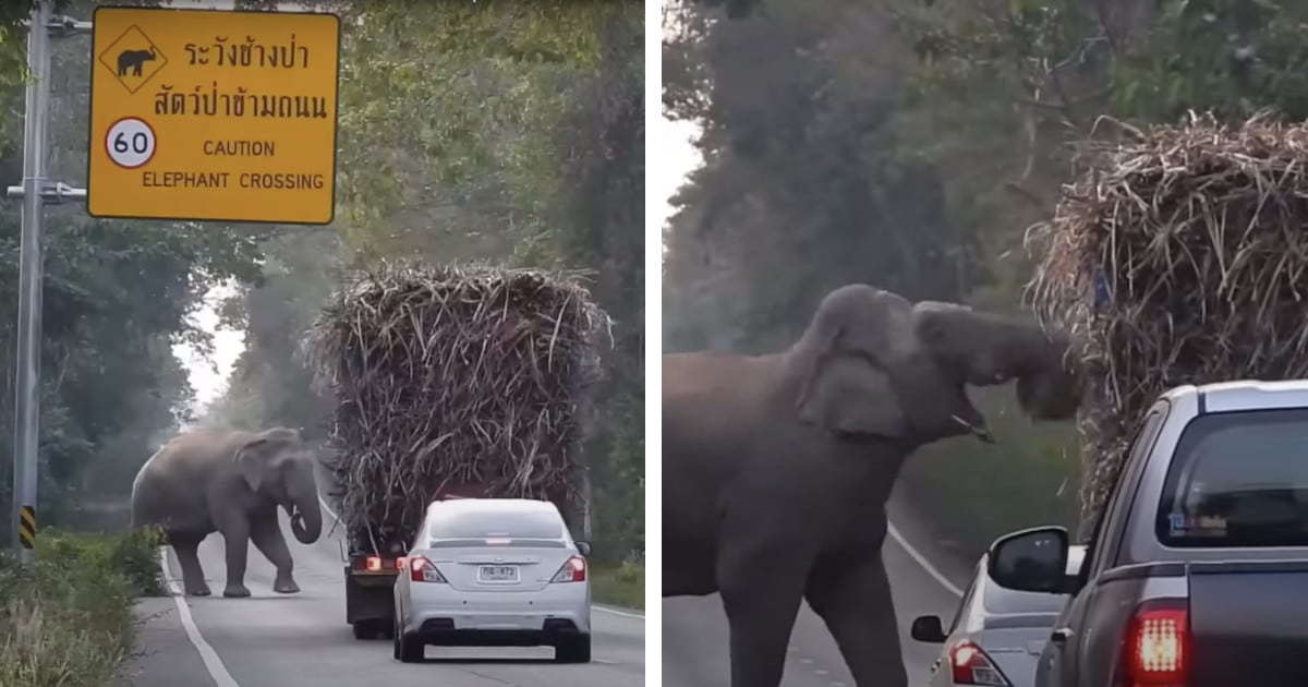 Watch an Elephant Steal a Snack From a Truck in Thailand