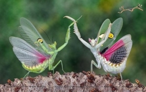 Exquisite Macro Photography Captures the Dance of Mantises