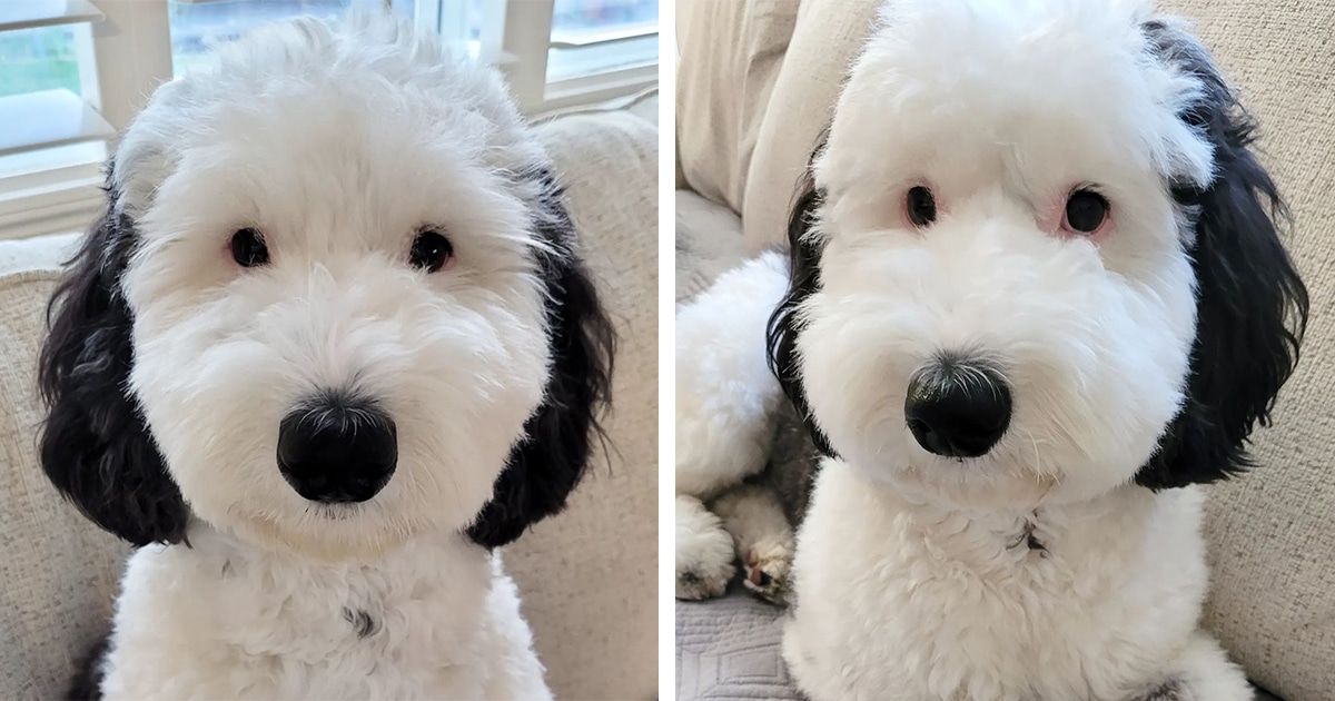 This Adorable Pup Looks Like a Real-Life Snoopy