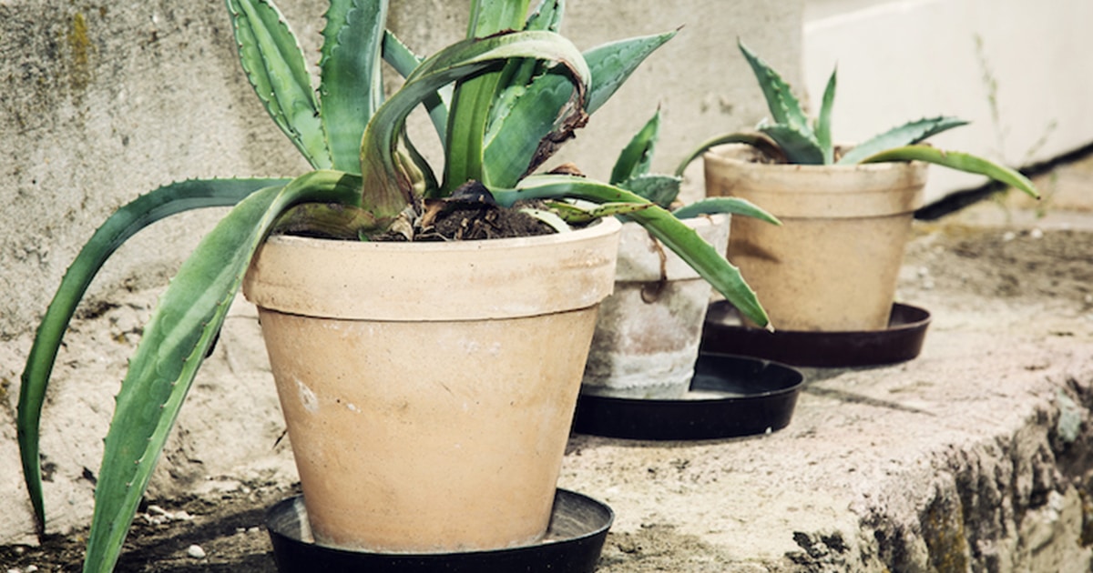 Study Shows That Plants Cry When They're Stressed