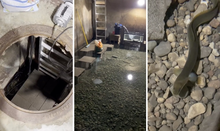Man Has an Underground Eel Pit in His Home