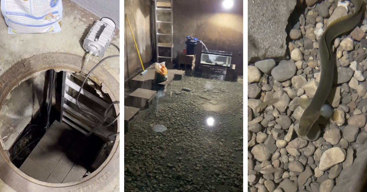 Man Has an Underground Eel Pit in His Home