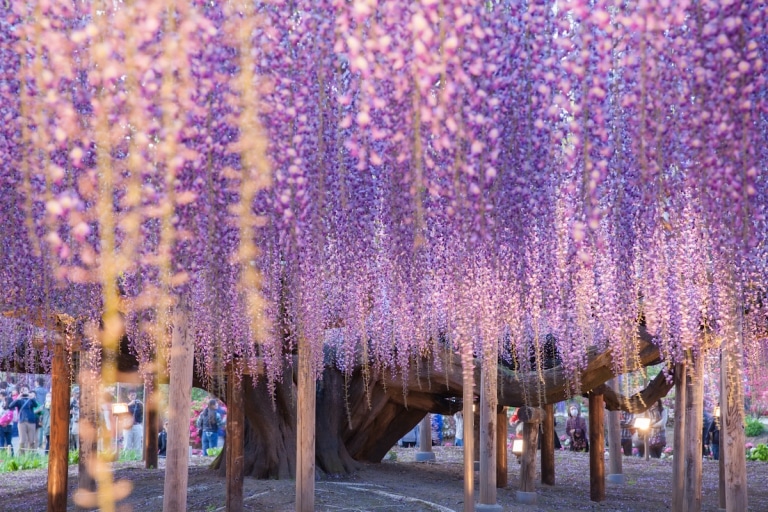 Wisteria Trees Transform Japan Into a Blooming Wonderland